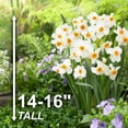 Garden State Bulb Narcissus Tazetta Geranium Daffodil Flower Bulbs, 16 ...