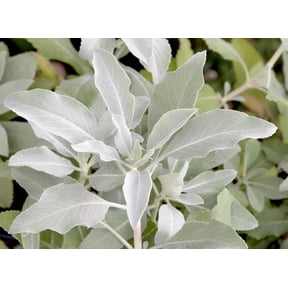 40 CONEHEAD THYME Thymus Capitatus syn. Thymbra Capitata Mediterranean ...
