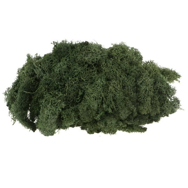 Conservado Reno Coloreado Tillandsia Airplants Arreglo Floral Casa De ...