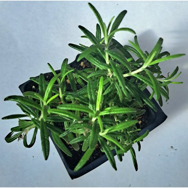 Upright Rosemary Plant, (Rosemarinus officinalis) 2.5 inch pot ...