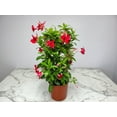 Tropical Plants of Florida 36" Giant Red Mandevilla Vine Plant on a ...