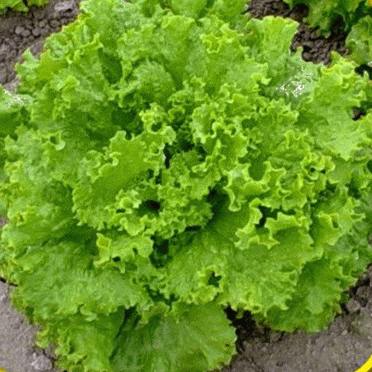 Everwilde Farms - 500 Green Sprouting Calabrese Broccoli Seeds - Gold ...