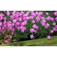 Pink Magic Dianthus - Multiple Pink Shades - 4" Pot - Walmart.com