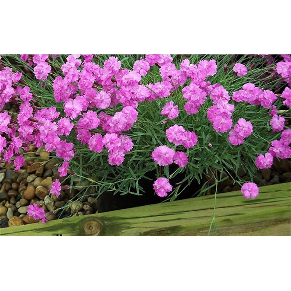Tiny Rubies Dianthus - Fragrant/Hardy Groundcover - 2.5" Pot - Walmart ...