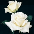 John F. Kennedy Fragrant Hybrid Tea Rose, Live Outside Plant, Includes ...