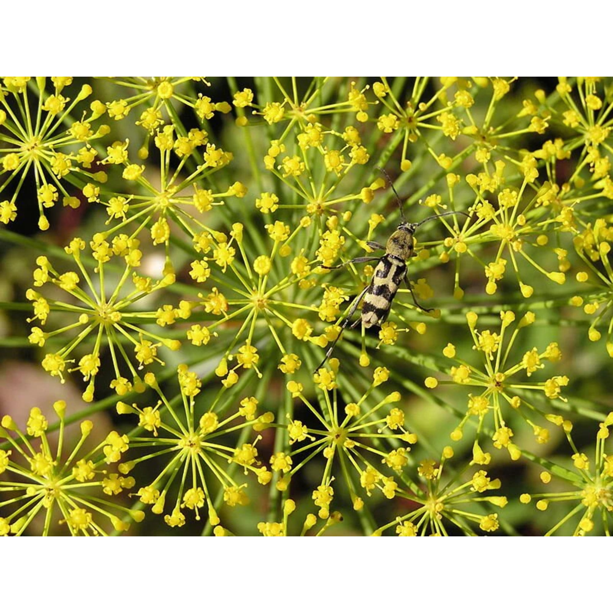 Click here for Seedville Usa 2500 Bouquet Dill Anethum Graveolens... prices
