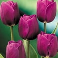 Tulip Single Early 'Purple Prince' (Triumph Tulip) Size 12/+ cm, Bulbs ...