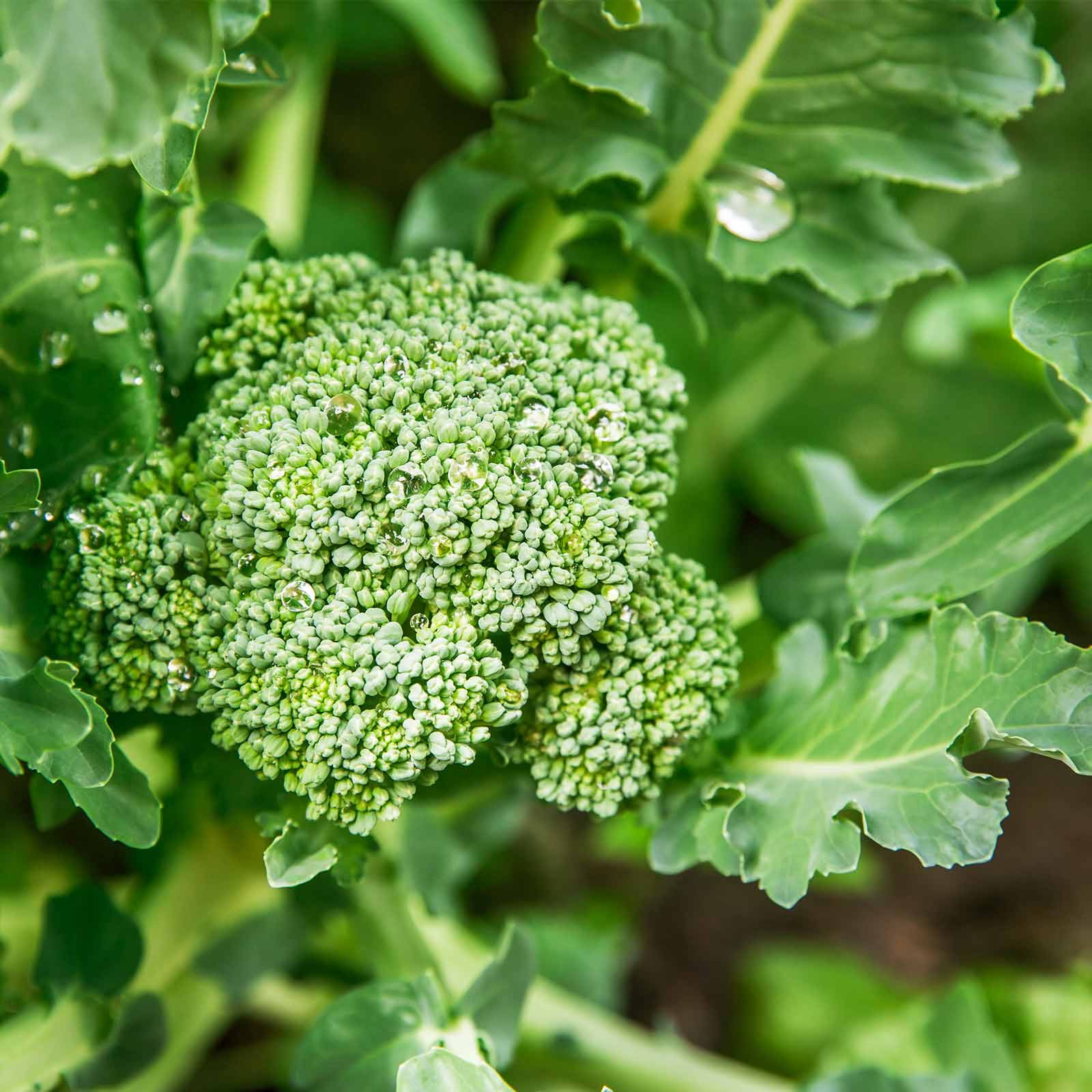 Heirloom Broccoli