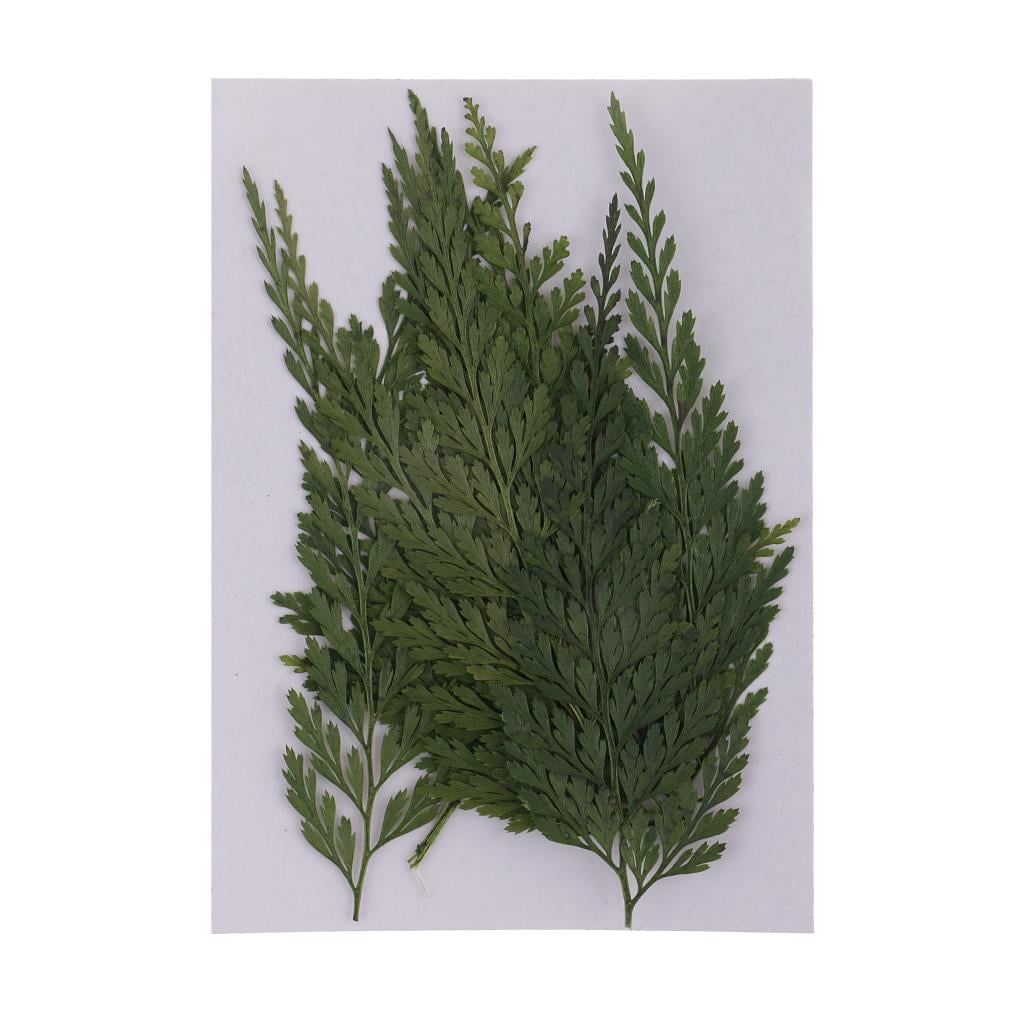 Click here for Rongfmy 12x 7 - 8cm Fern Leaves Pressed Dried Flow... prices