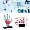 4D Human Hand Skeleton Anatomical Model with Muscle Ligament Blood ...