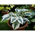 Blue Ivory Hosta - 4" Pot - Shade Perennial - Walmart.com