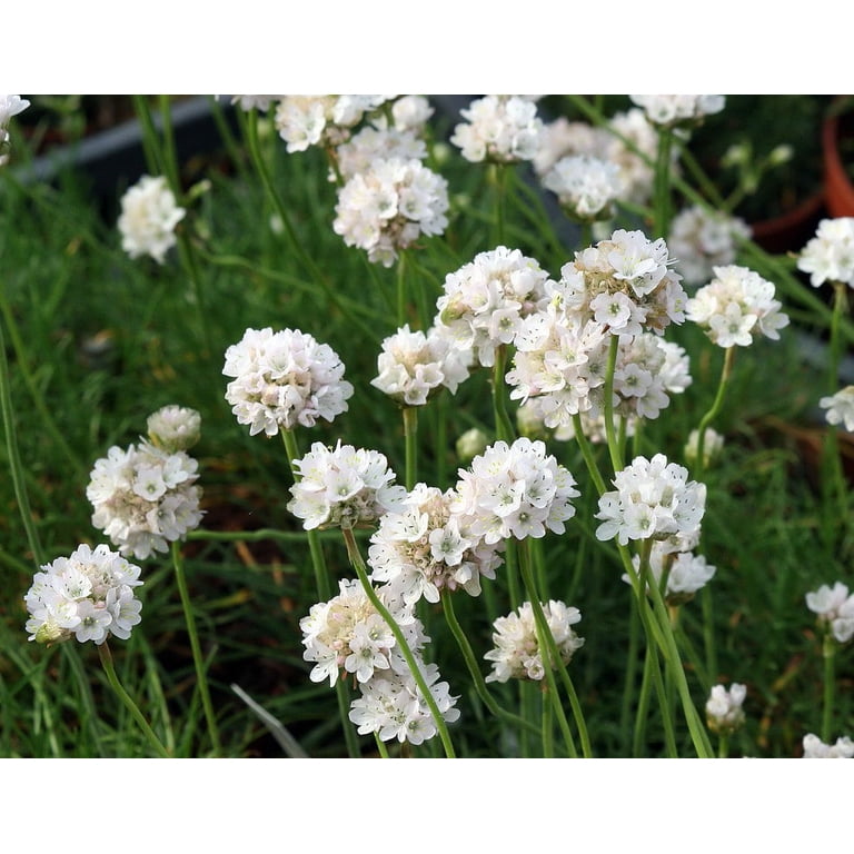 Thrift Plant