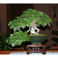 "Boston Ivy Plant - Parthenocissus Veitchii - Live Indoor Vine in 2.5 ...