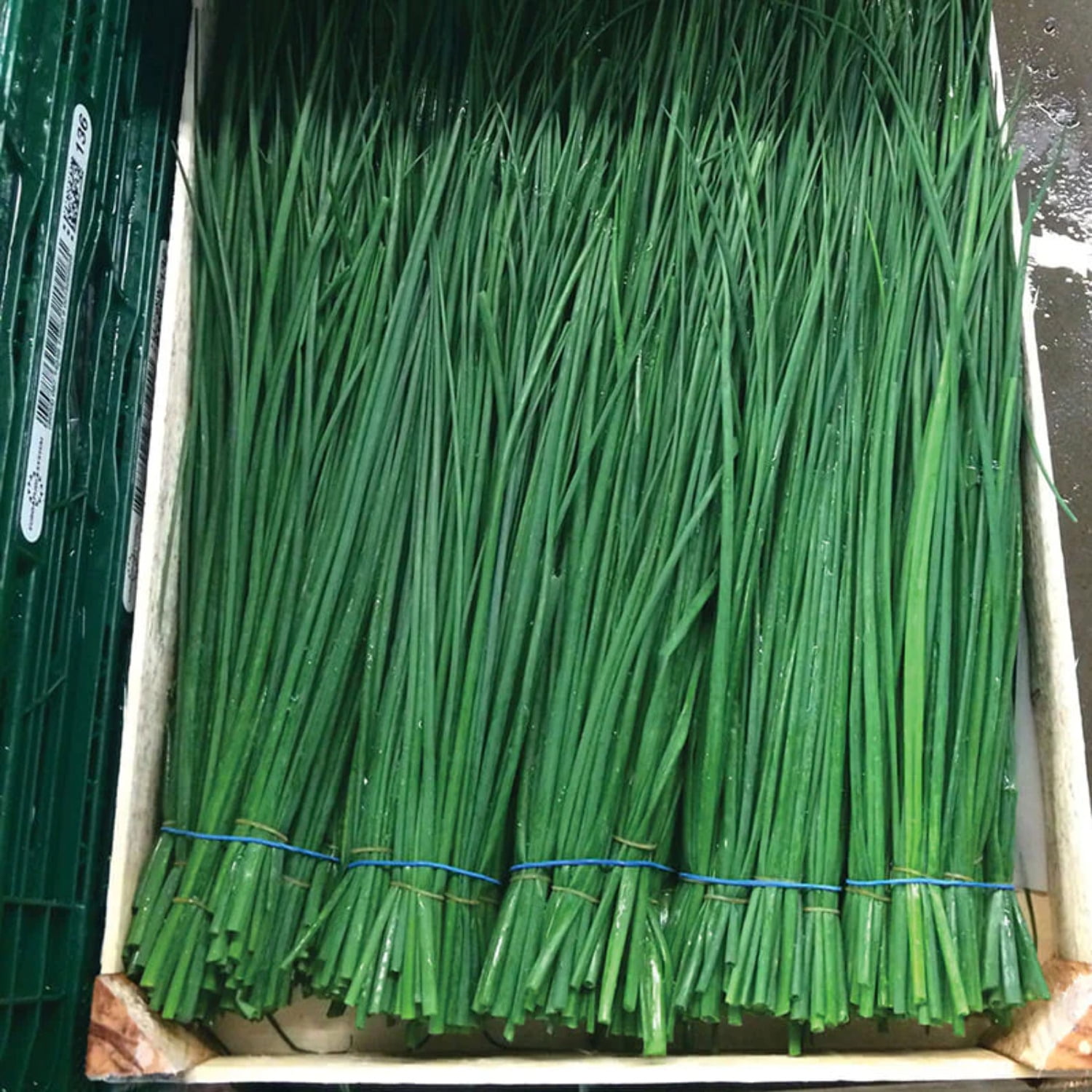 Chive Seeds - Nelly Organic Variety Seeds - Non-GMO - 250 Seeds ...