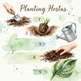 Butterfly Hosta-Perfect For Borders-Garden Stake for Outdoor Decoration ...