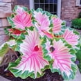 Elephant ears Bulbs/Professional Planting, Corners Garden/ Garden ...