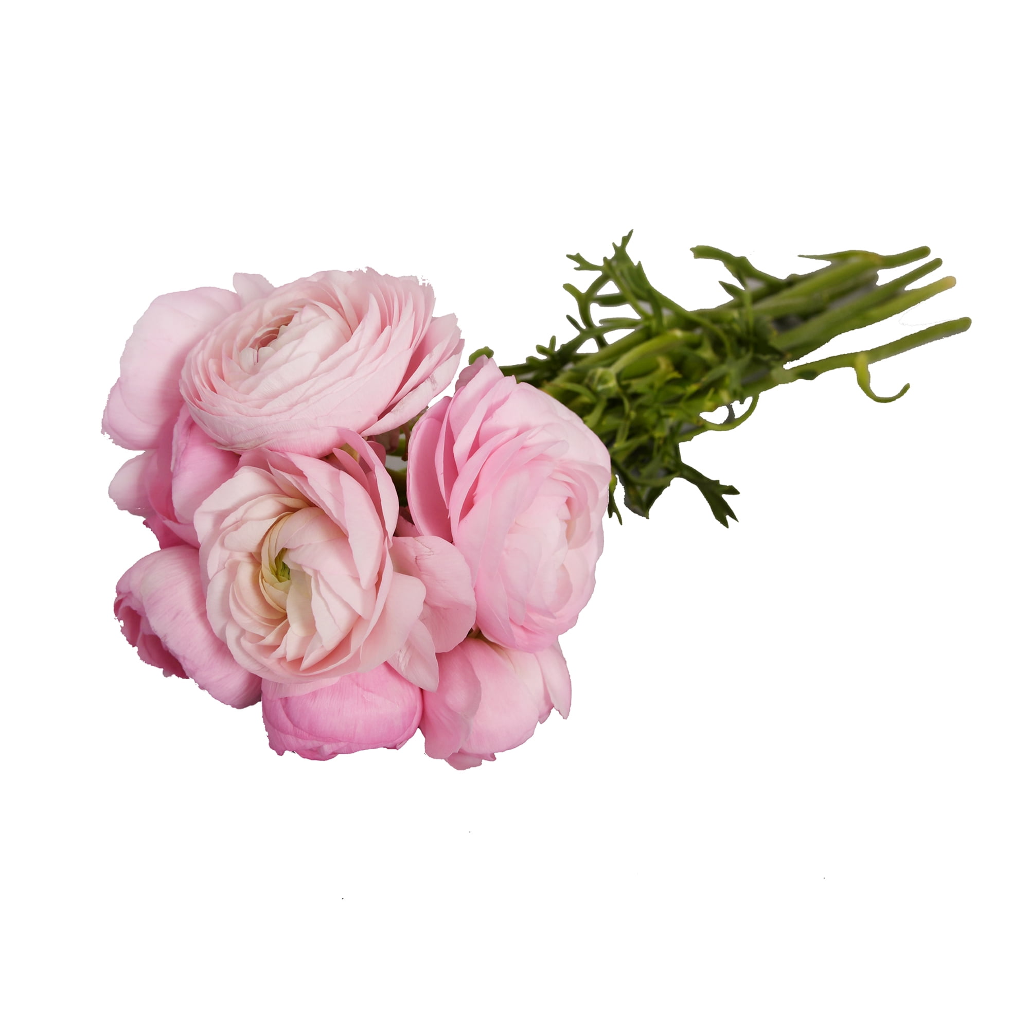 Light Pink Ranunculus Bouquet