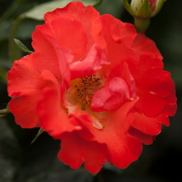 Own-Root One Gallon La Parisienne Grandiflora Rose by Heirloom Roses ...