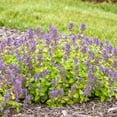 Proven Winners 6" Blue 'Lemon Purrfection' Catmint Live Plant in 6.5 ...