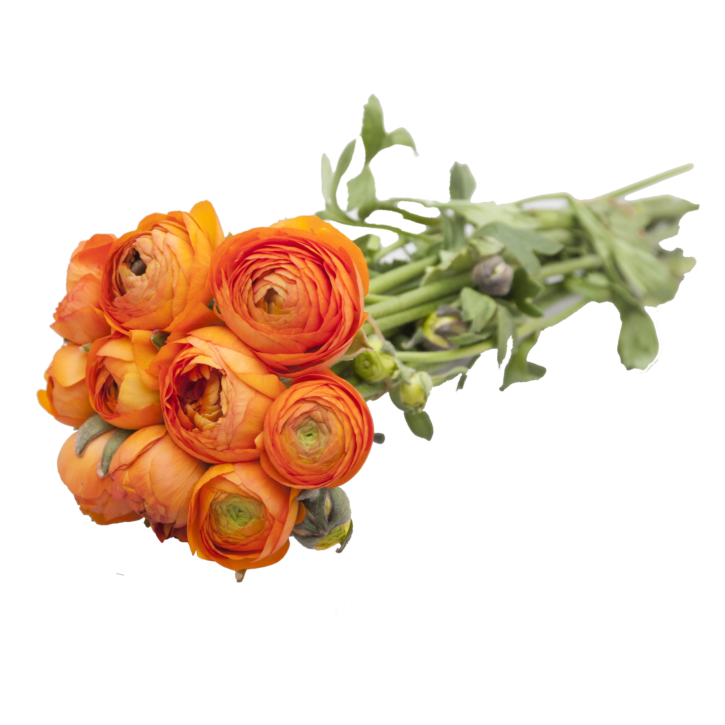 Orange White Ranunculus Bouquet
