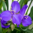 Outsidepride 1000 Seeds Perennial MMF7 Tradescantia Ohio Spiderwort ... Outsidepride 1000 Seeds Perennial MMF7 Tradescantia Ohio Spiderwort ...