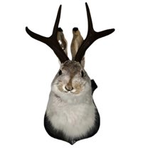 CUTICATE Deer Head Wall Sculpture Resin Deer Head Sculpture ...