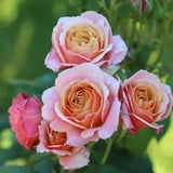 Heirloom Roses Grandiflora Rose Plant - State of Grace™ Own Root Rose ...