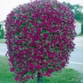 Purple Classic Wave Petunias Only Grow 5 - 7 Inches Tall - 30 Seeds ...