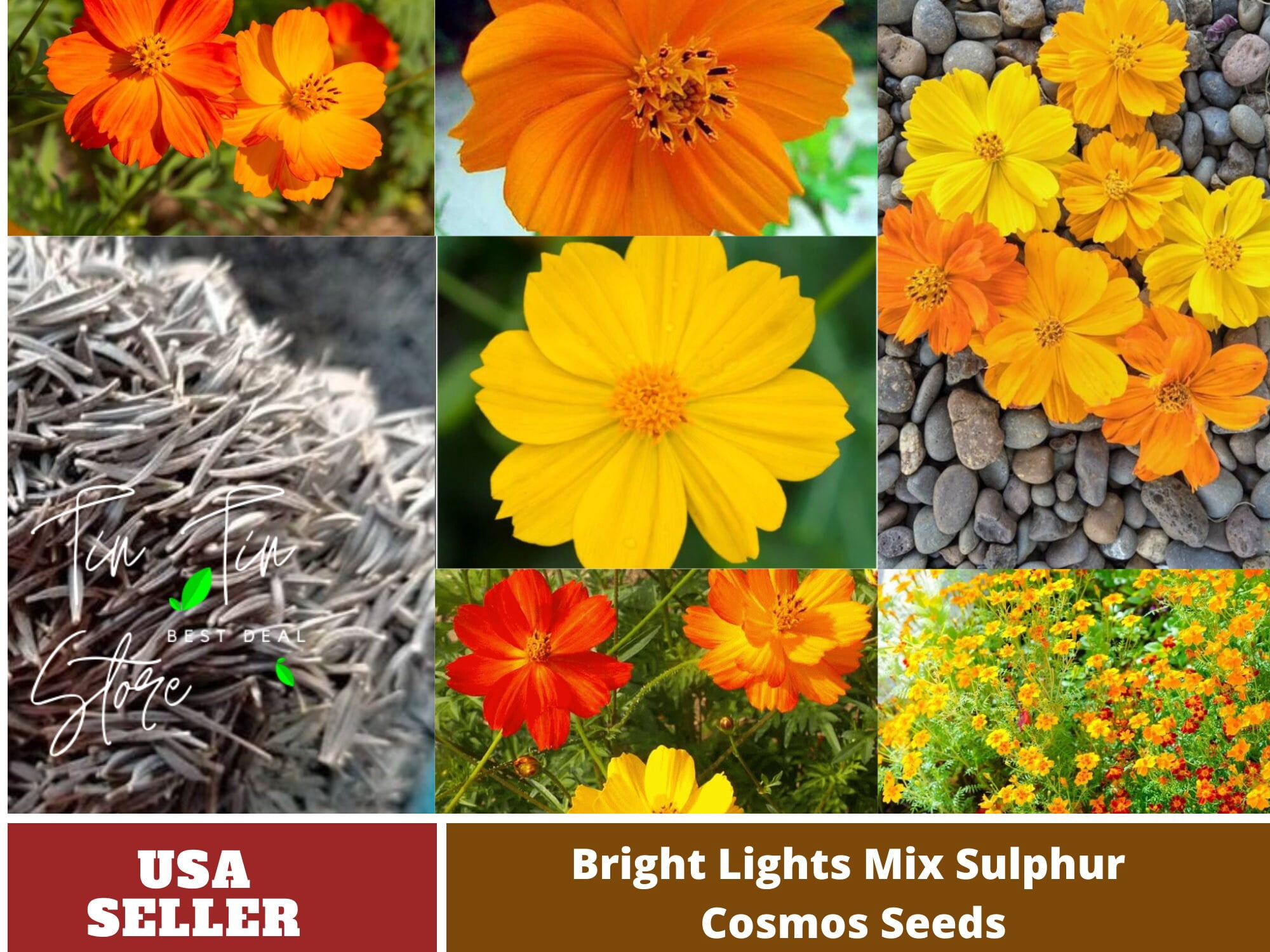 50+ Seeds| Sulphur Cosmos Seeds-Bright Lights-#L002-Authentic Seeds ...