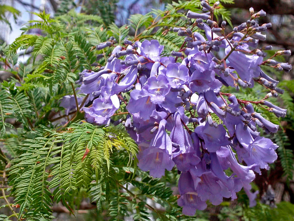 Jacaranda Purple Tree Seeds - 50 Count Packet - Nepal | Ubuy