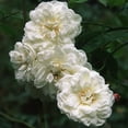 Heirloom Roses - Aimee Vibert Noisette Rose Plant - Live Plants For ...
