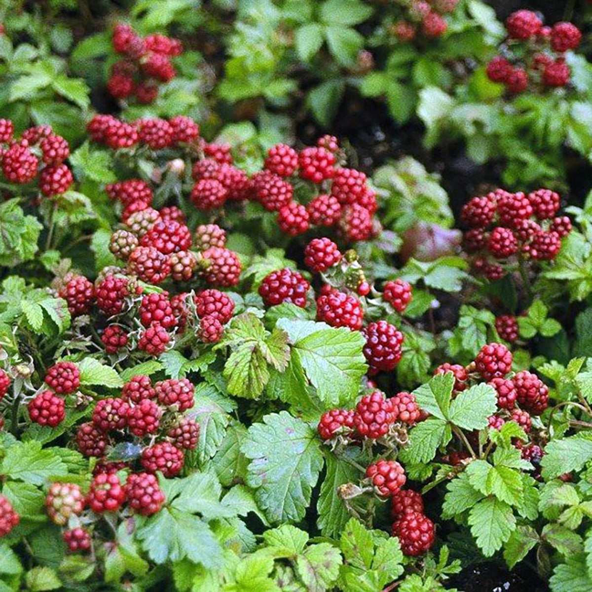 Anna Arctic Ground Cover Raspberry - Very Hardy - Thornless - 2.5" Pot ...