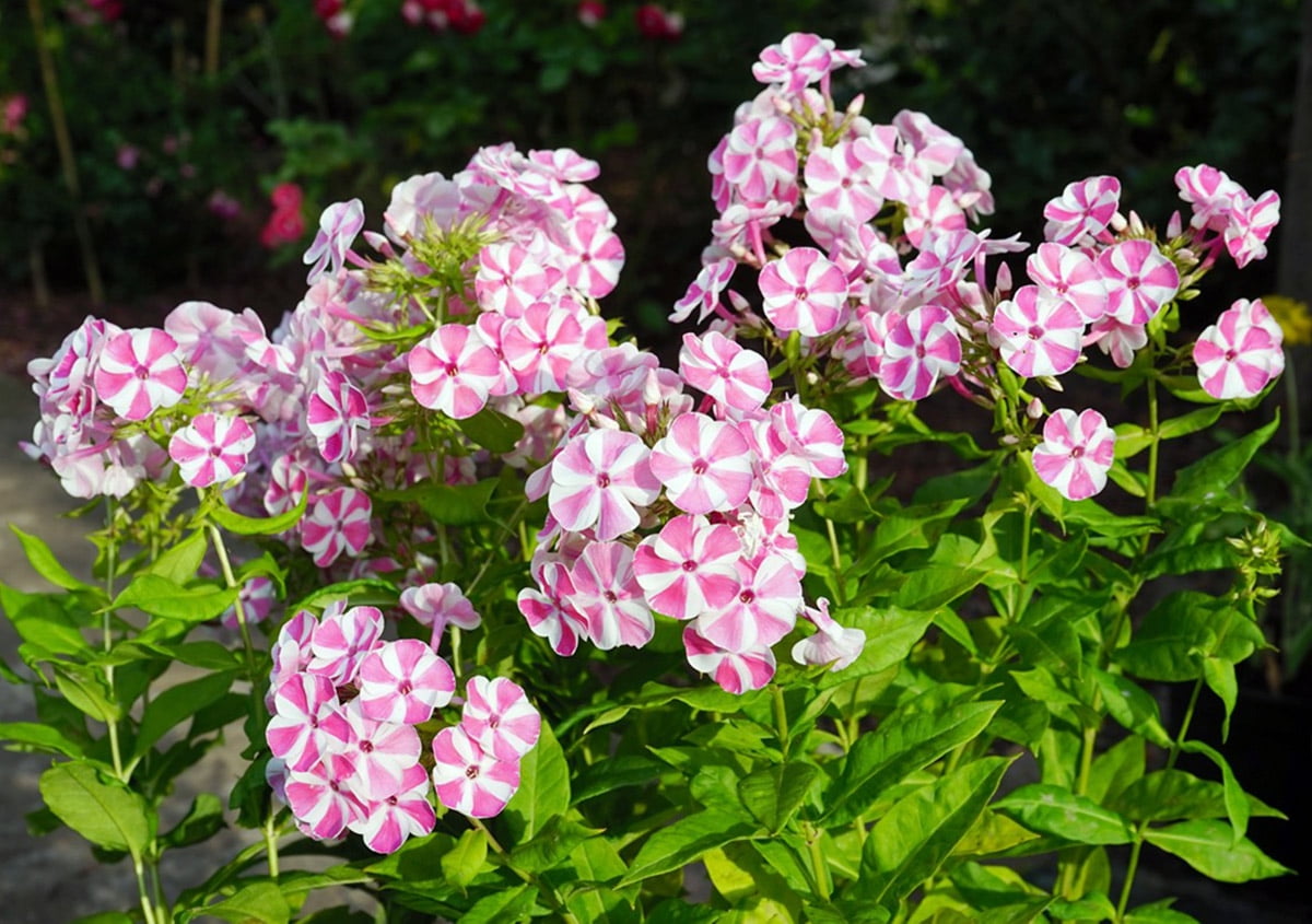 Bambini® Candy Crush Dwarf Phlox - 4" Pot - Hardy Perennial - Walmart.com