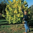 Large Paw Paw Tree Seedling For Indoor And Outdoor Planting