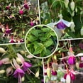 2 Fuchsia Live Plants, 5-9 Inches Tall, Trailing Flowering Fuchsia ...