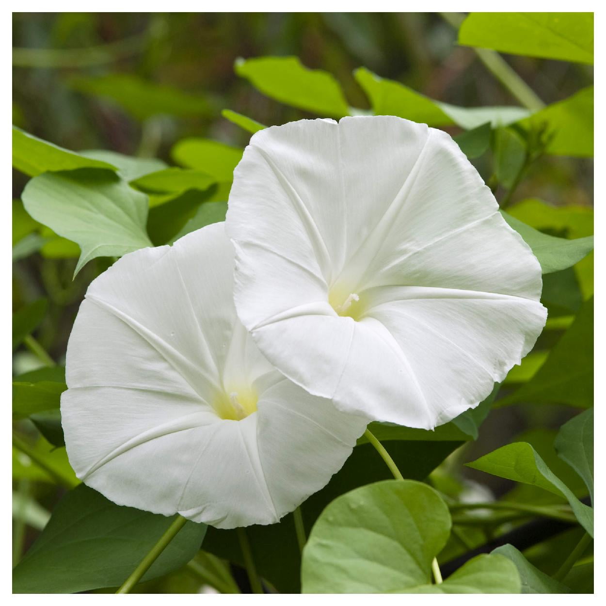 White Morning Glory Flower