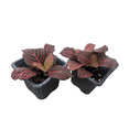 Red Veined Nerve Plant - Fittonia - Easy House Plant - 3" Pots / 2 Pack ...