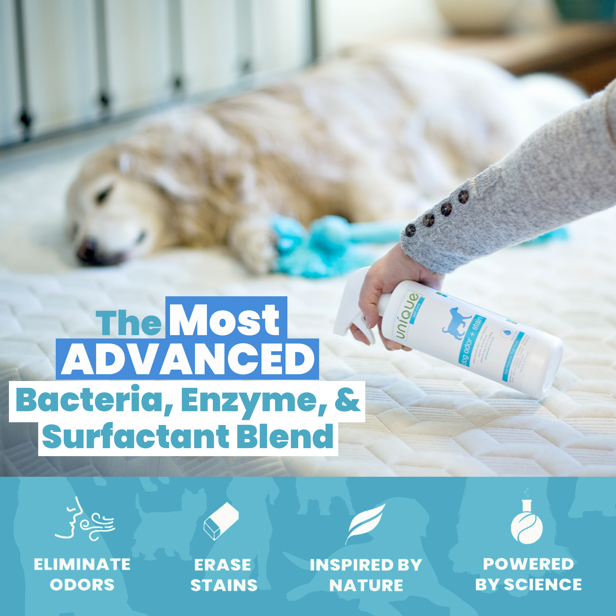 How Do I Eliminate Dog Odor