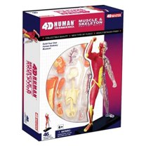 4D Vision Cranial Nerve Skull Anatomy Model - Walmart.com