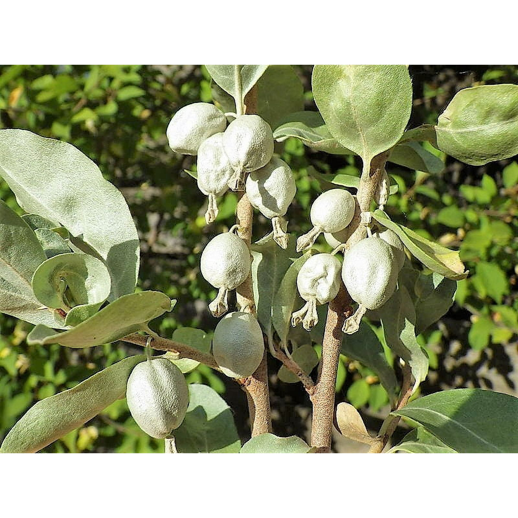 Click here for Seedville Usa 10 American Silverberry Elaeagnus Co... prices