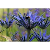 25 BLUE Star SEA HOLLY Eryngium Alpinum Flower Seeds - Walmart.com