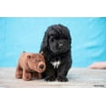 Clean Earth Plush Bear Dog Toy - 100% Sustainable - Walmart.ca