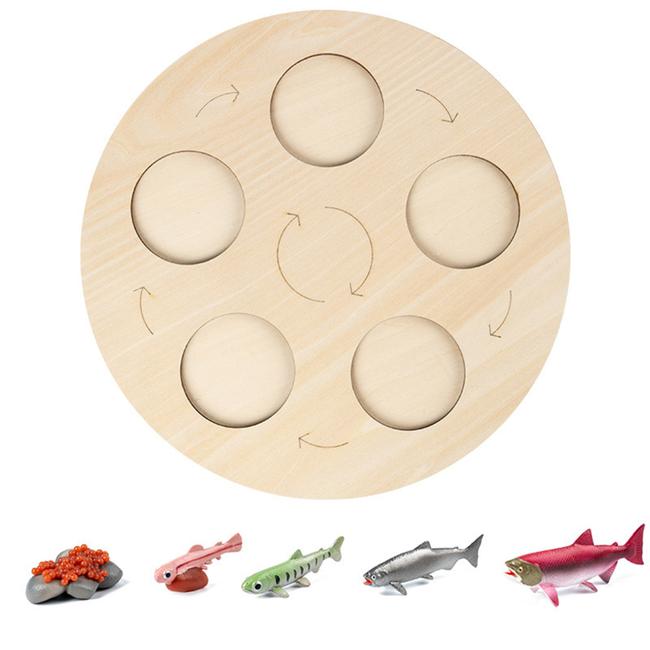 EUBUY Insect Growth Cycle Figurines Kit with Wooden Montessori Life ...