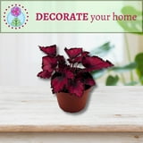 BubbleBlooms Harmony's Red Robin Begonia Rex, Painted-Leaf Unique ...