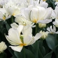 Holland Bulb Farms Exotic Emperor Tulip Bulbs, Creamy White Blooms ...