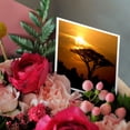 3drose, Thorn Acacia Umbrella Tree on African Plains at Sunset Tropical ...