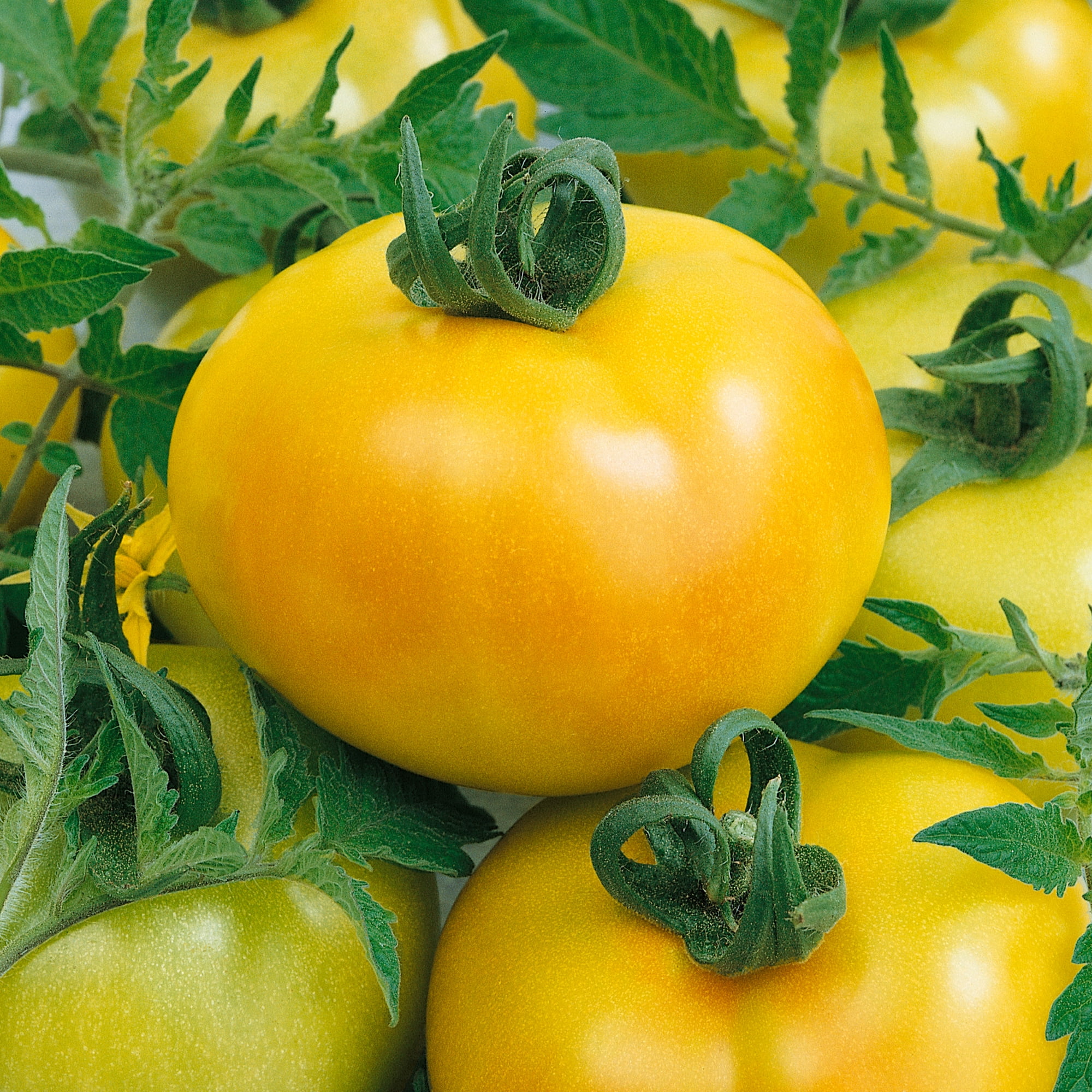 Fried Green Tomato F1 Hybrid Tomato Seeds - 0.25 Oz ~1700 Seeds - Non ...