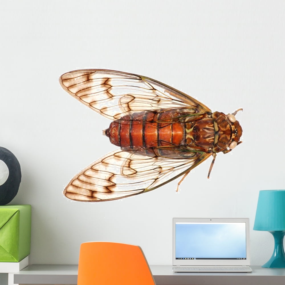 Insect Cicada Wall Decal by Wallmonkeys Peel and Stick Graphic (24 in W ...