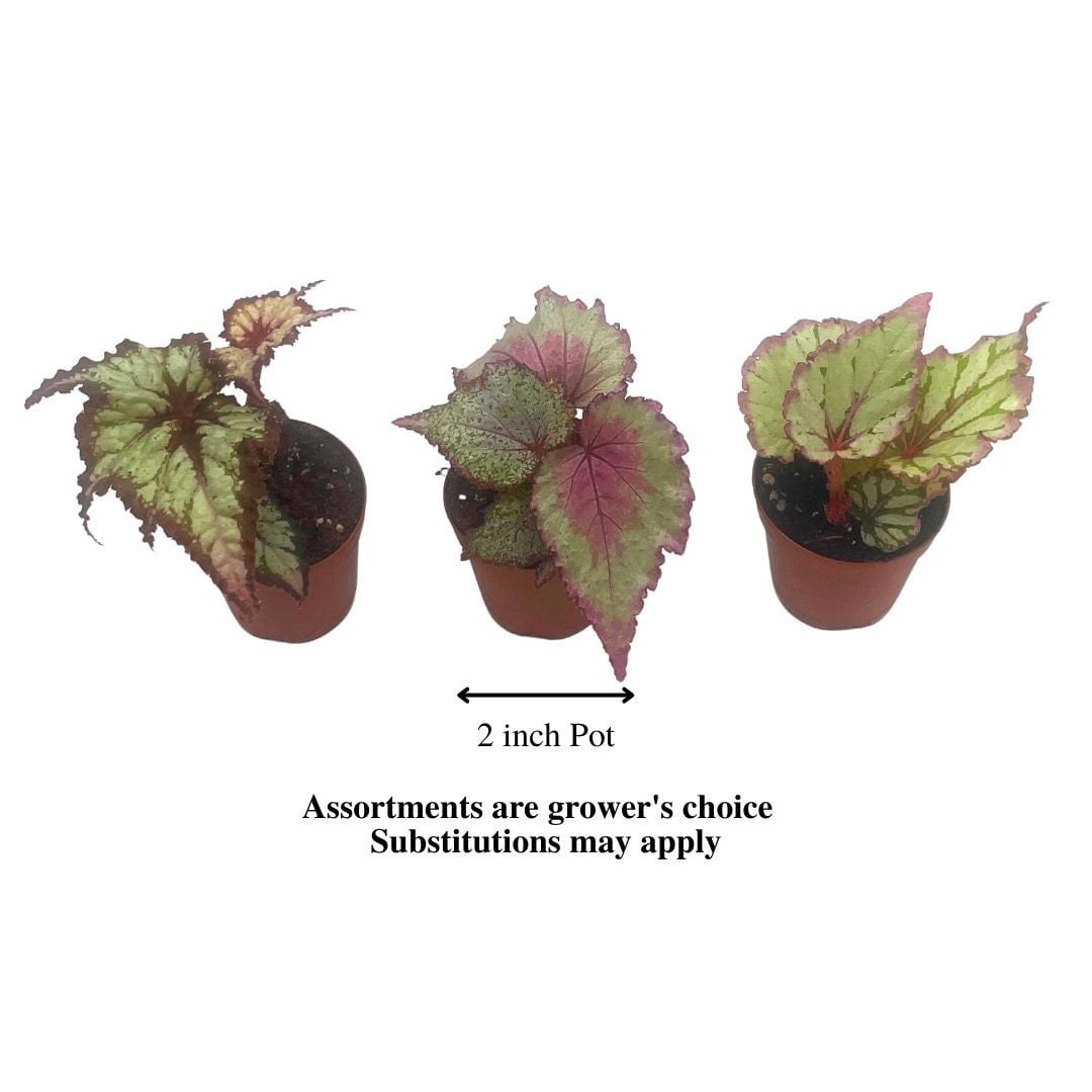 Buy Begonia Rex Assortment, in 2 inch pots, set of 3, tiny cute begonia ...