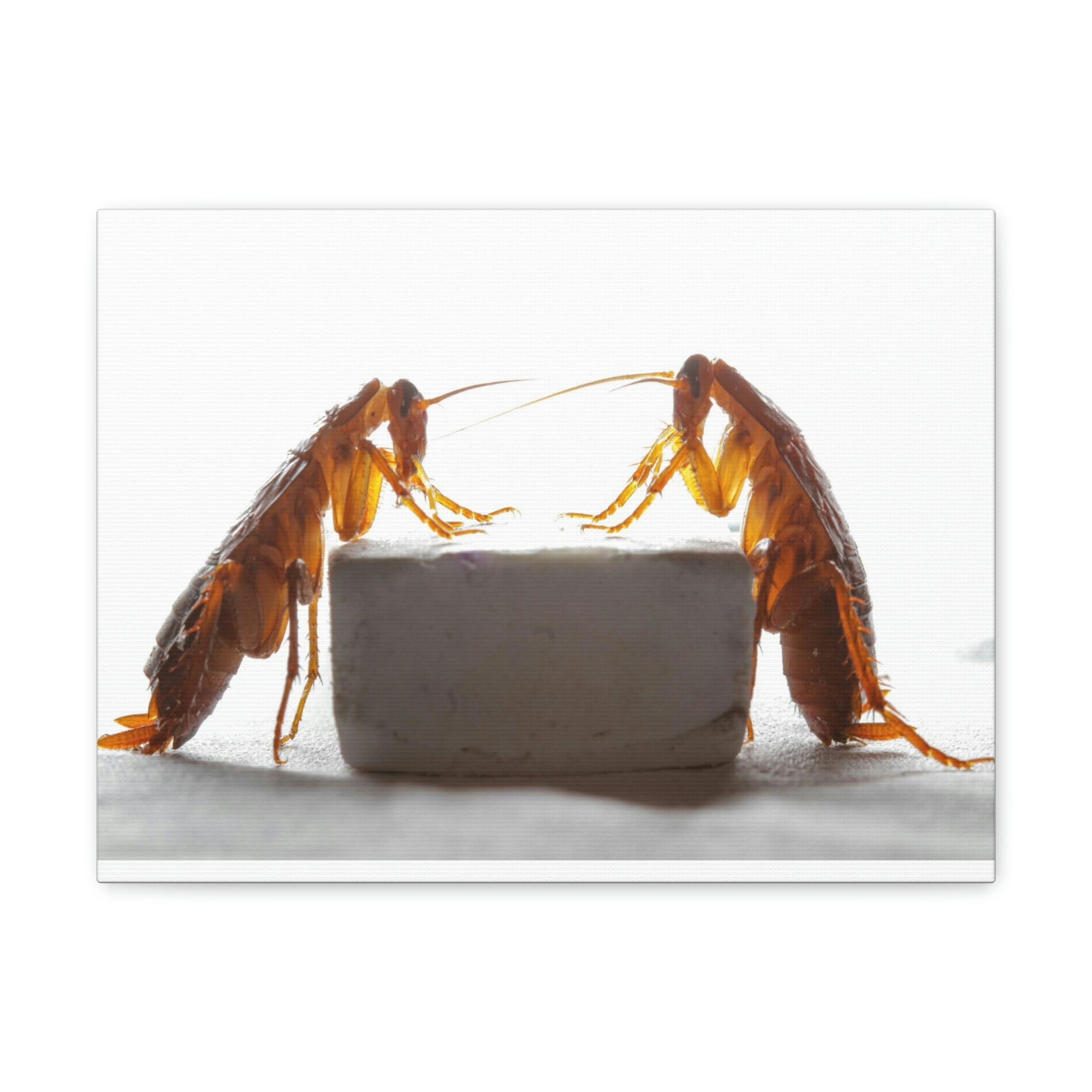 Cockroach Couple Cockroach Troop Print Animal Wall Art Wildlife Canvas ...